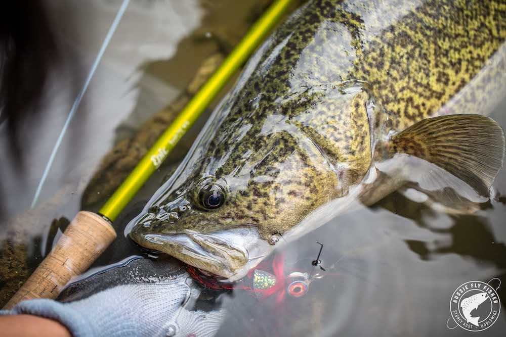 The Murray Cod: A Journey into Australia's Enigmatic Freshwater Giants ...